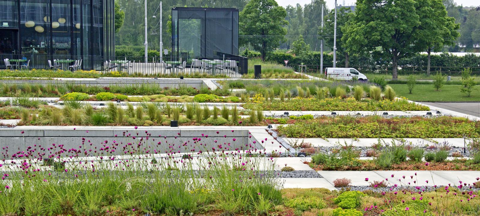 Extensive Green Roof Rockery Type Plants | ZinCo Green Roof Systems