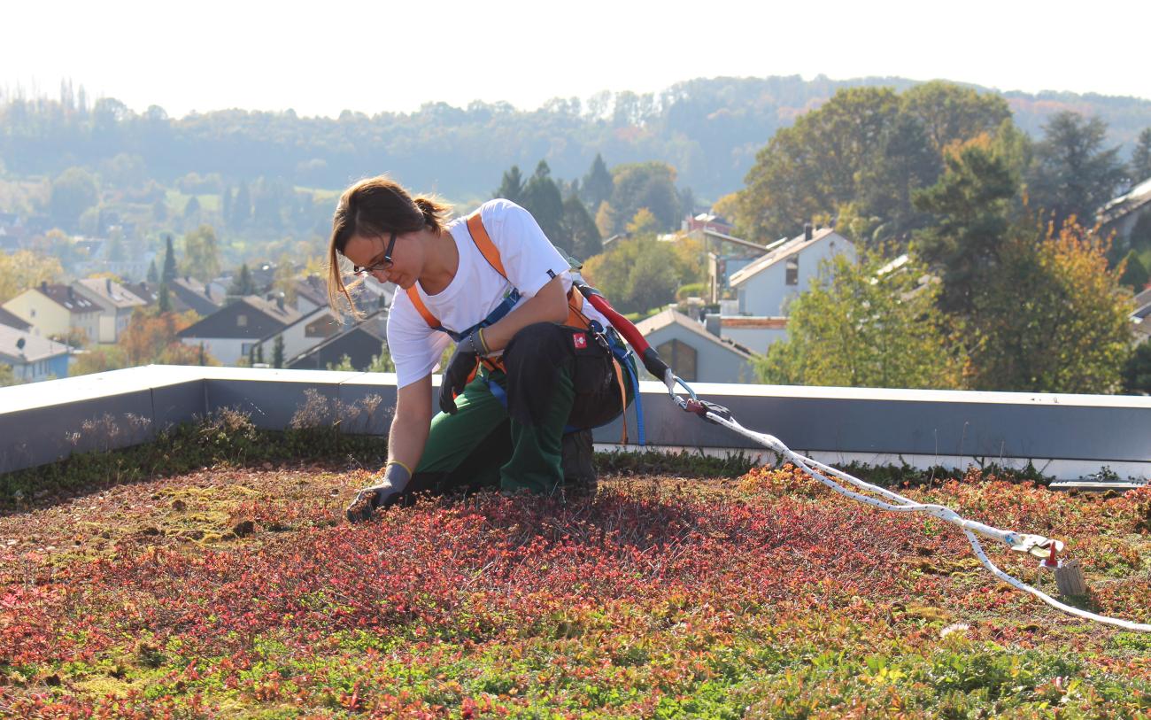 Fall Protection | ZinCo Green Roof Systems